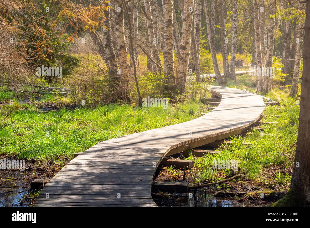 Swamp bog wetland boardwalk hi-res stock photography and images - Alamy