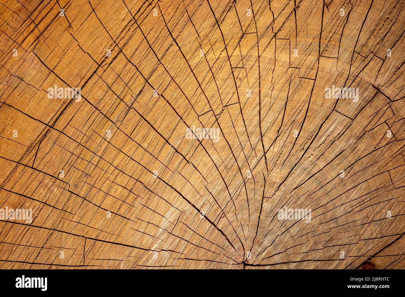 The structure of a cherry log close-up. Rings, cracks and chips. Wooden background Stock Photo ...