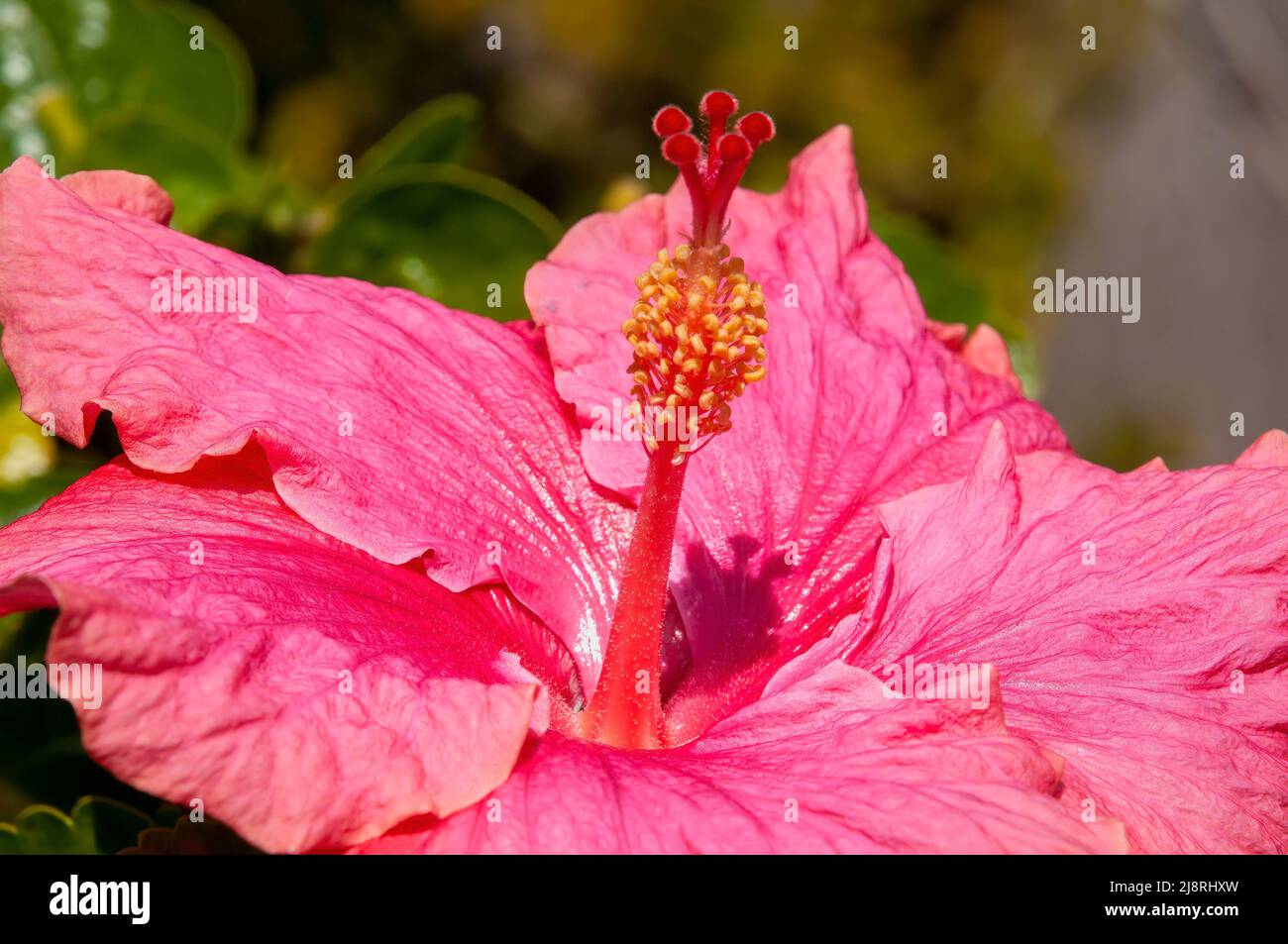 Home Decor Wall Hangings Pink hibiscus framed against late afternoon ...
