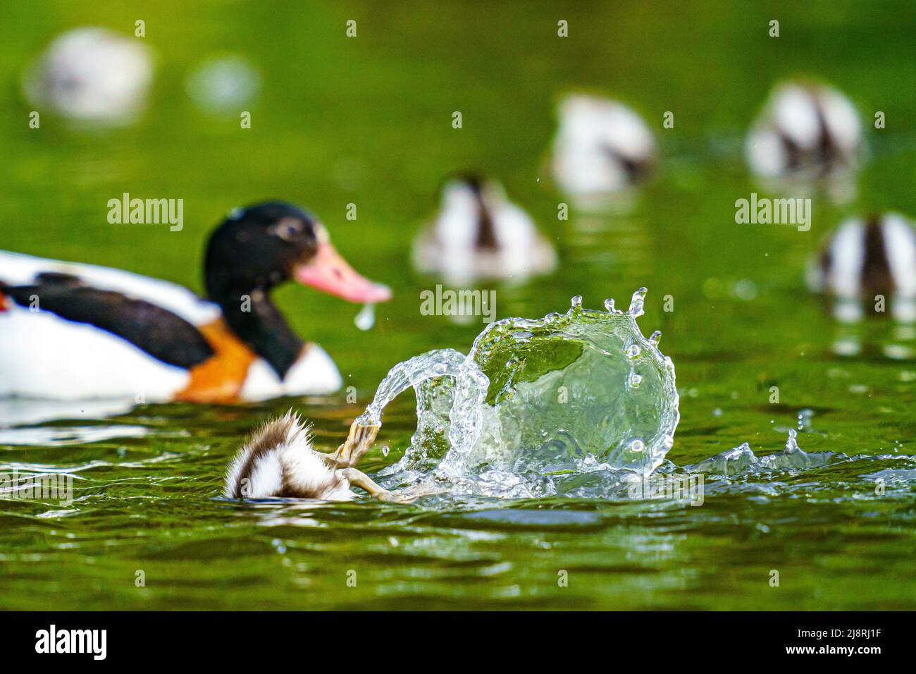 Animals water splash hi-res stock photography and images - Alamy