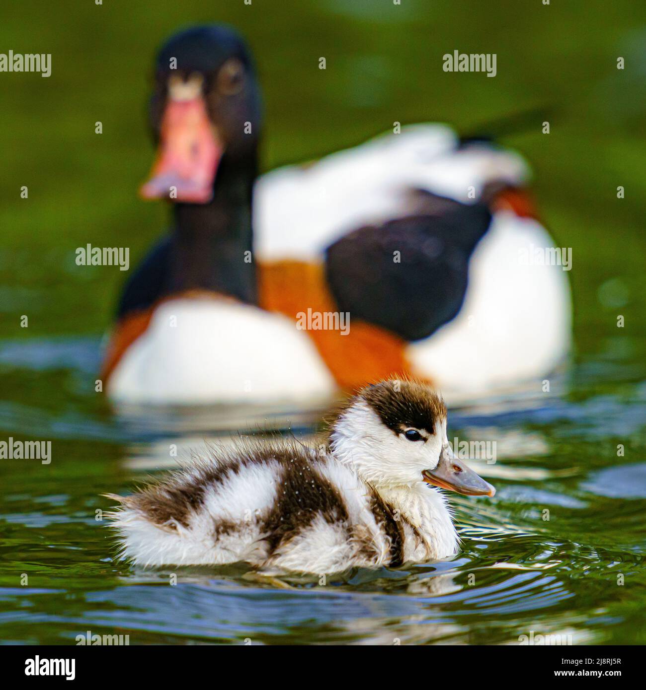 Shelduck may hi-res stock photography and images - Alamy