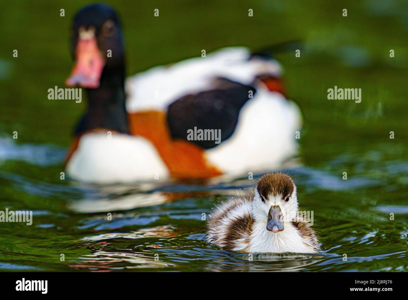 A baby shelduck duckling on the water at WWT Slimbridge Wetland Centre ...