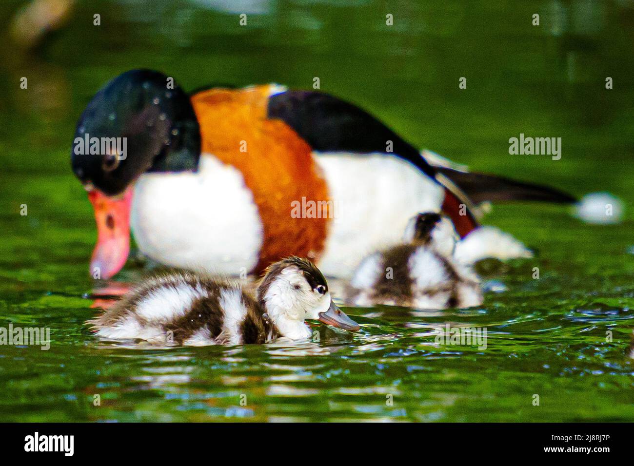Baby animals in water hi-res stock photography and images - Alamy