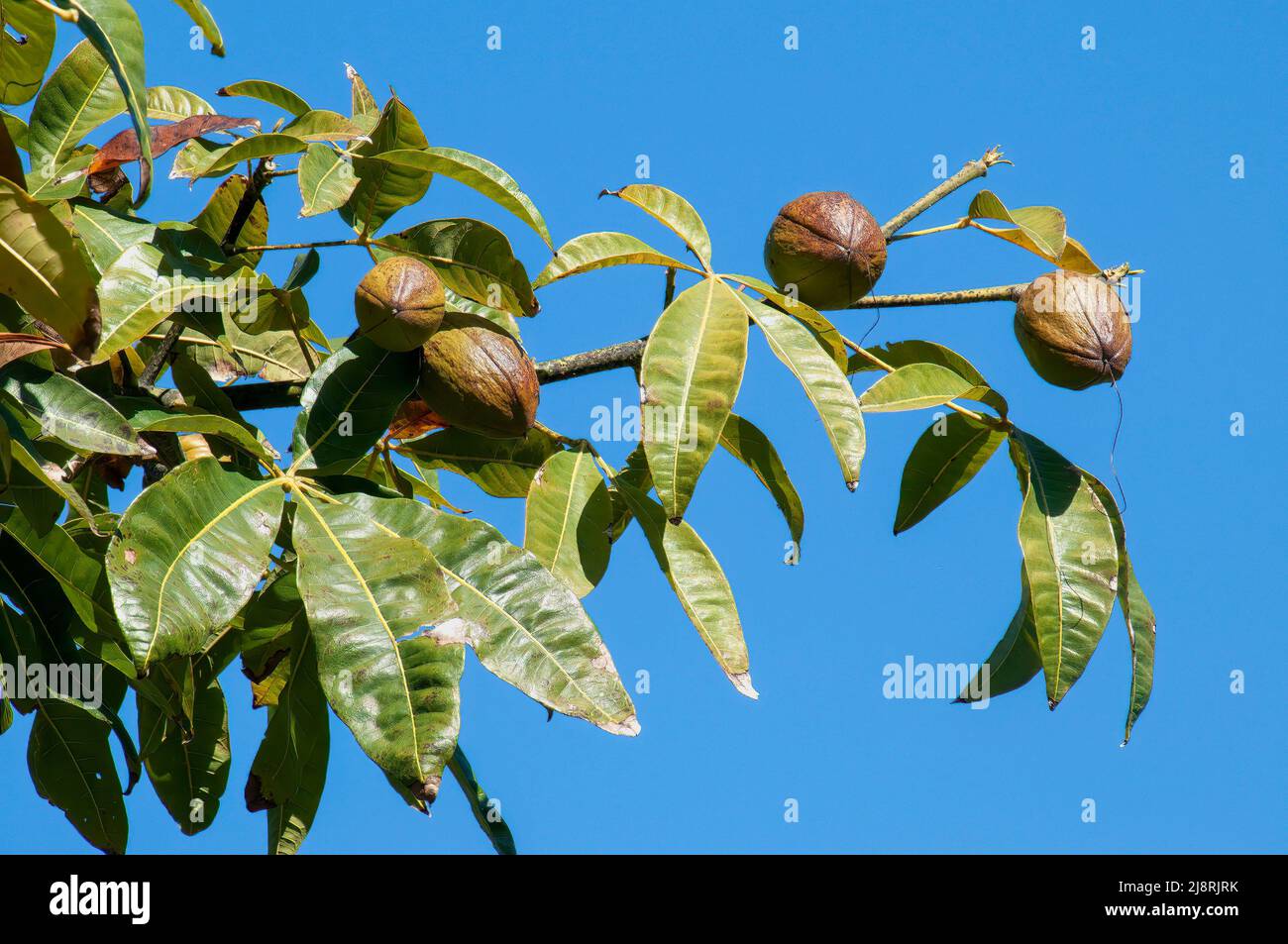 Sydney Australia, leaves and fruit of a pachira glabra or malabar ...