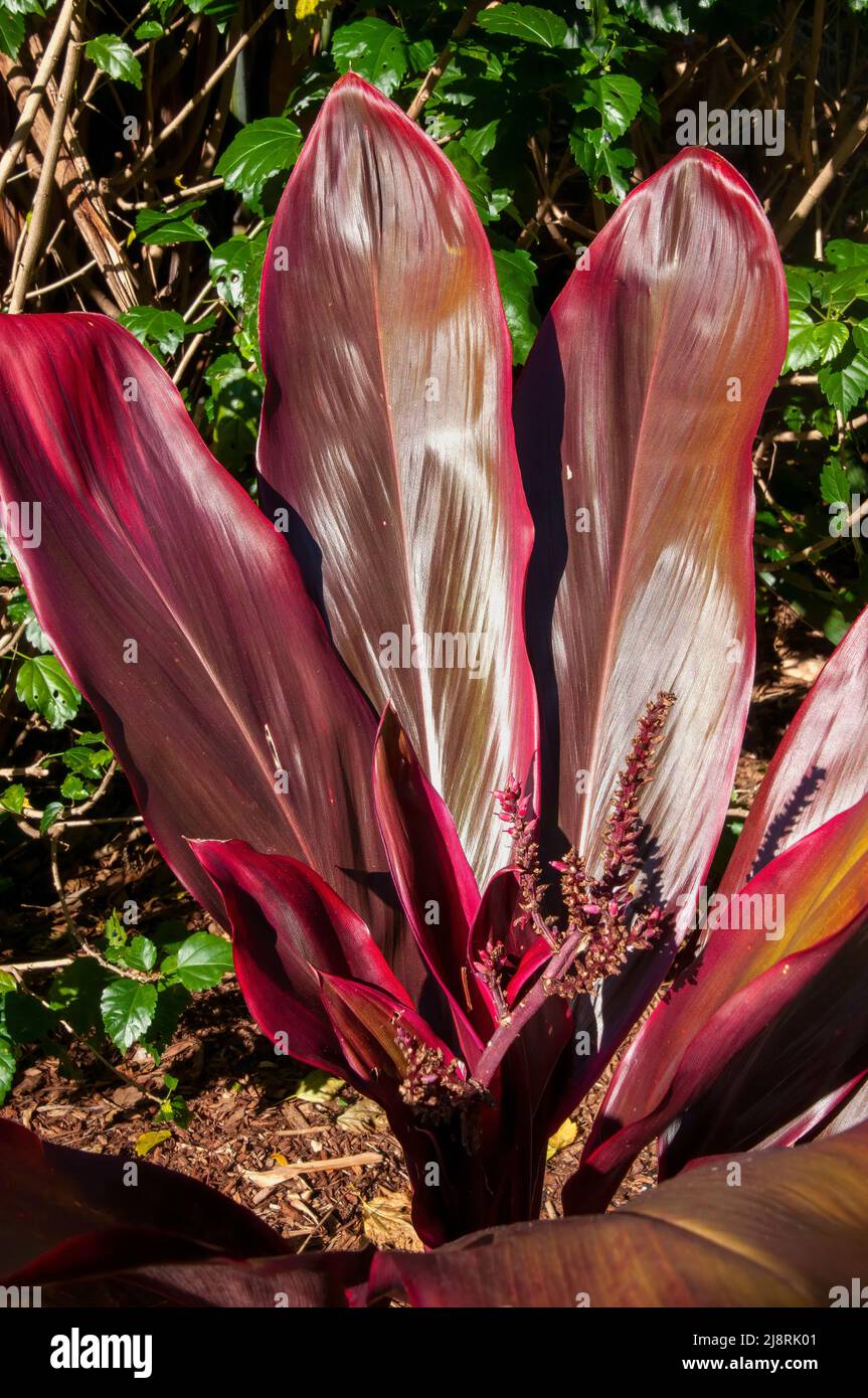 Sydney Australia, leaves and stems with buds of a cordyline fruticosa ...