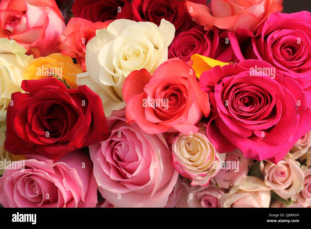 Beautiful gorgeous bouquet of fresh colorful roses and flowers in full ...