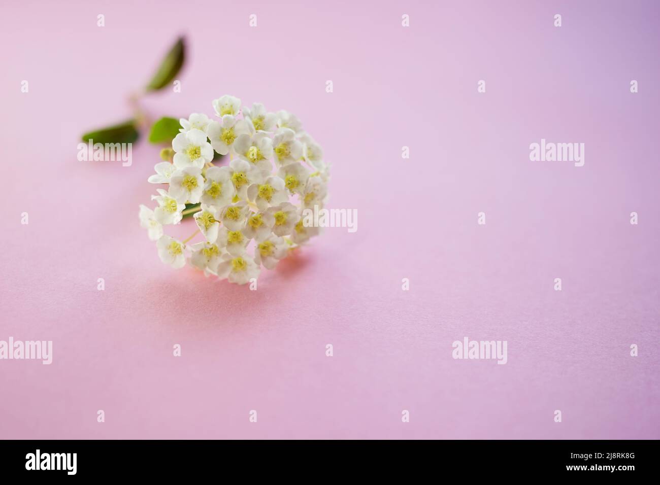 White chamomile on a pale pink table, copy space Stock Photo - Alamy