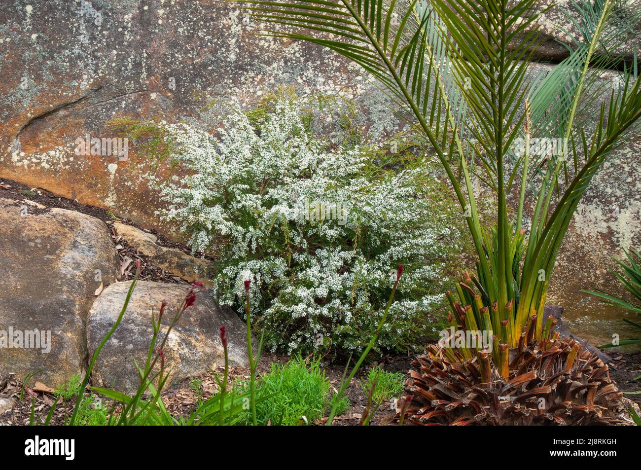 Sydney Australia, white flowering diosma and cycad at base of cliff ...