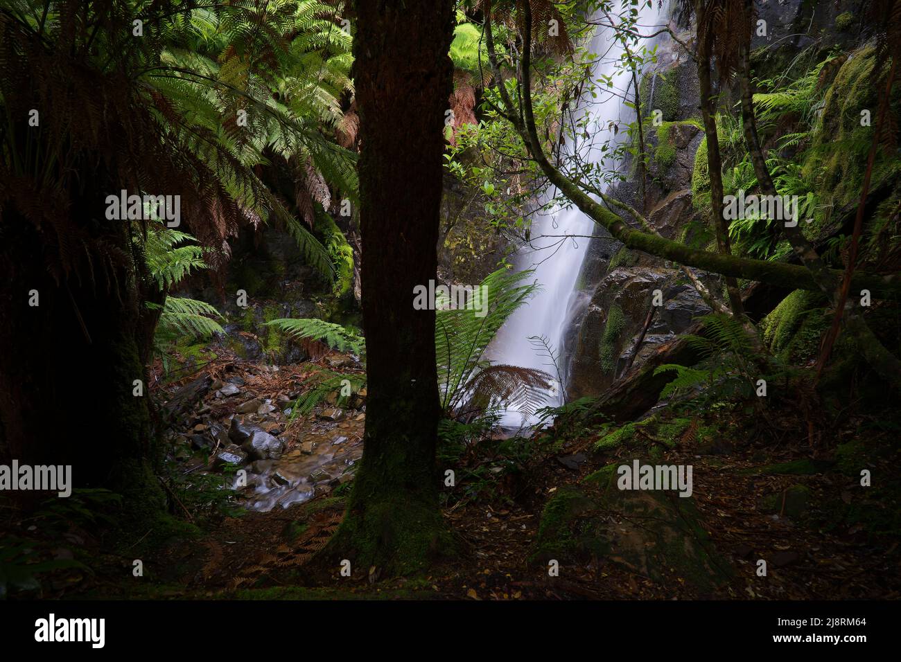 View of Myrtle Gully Falls waterfall cascade through trees in dark ...