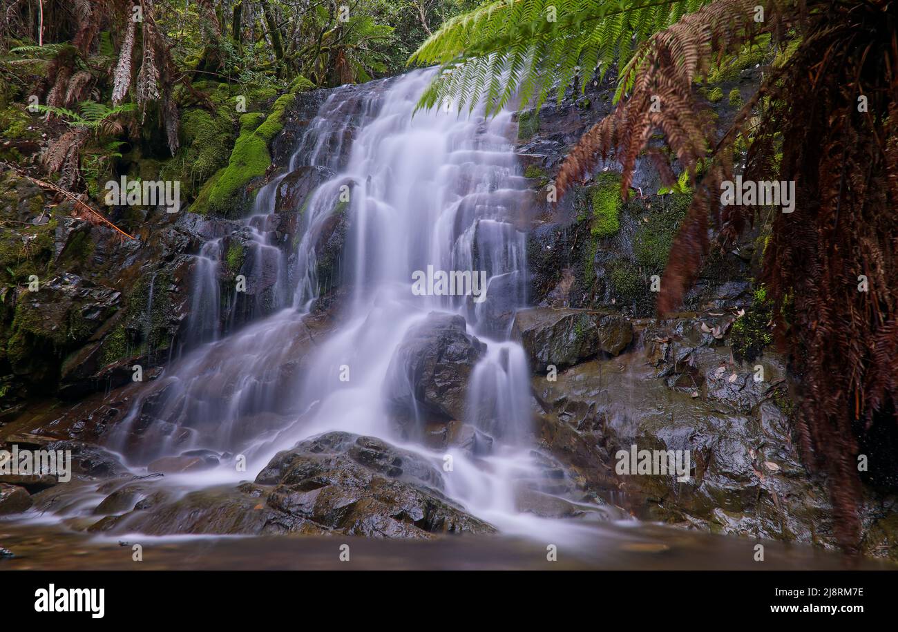 Low view of Myrtle Gully Falls waterfall cascade in rainforest near ...