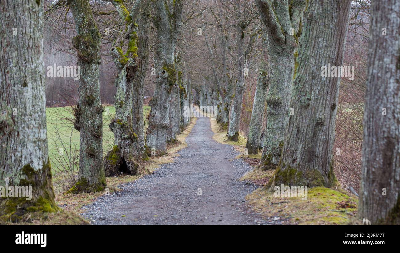 Scenic footpath lined with trees. Mystical alley. Symbol for the ...