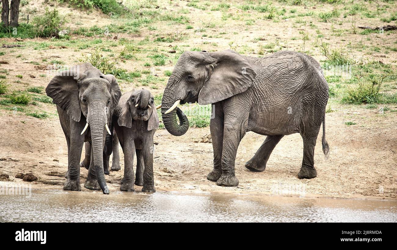 Elephants drinking waters edge hi-res stock photography and images - Alamy