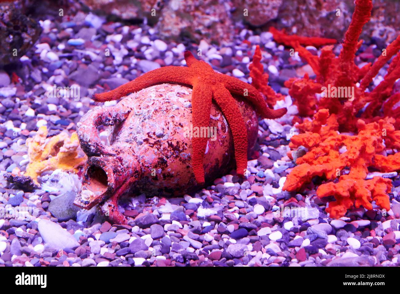 A red starfish lies on a sunken amphora in the sea. Ancient treasures ...