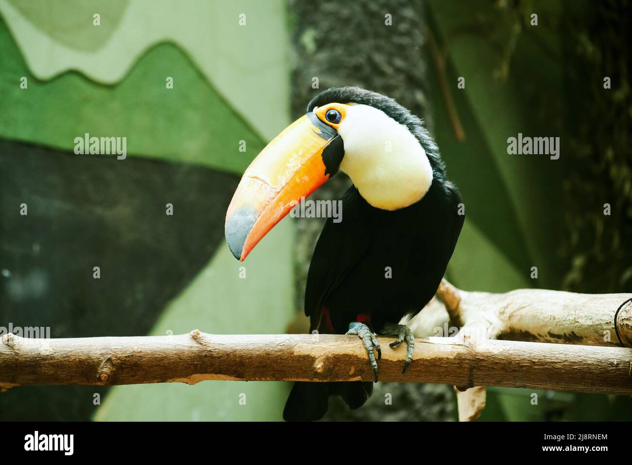 Cheerful toucan sits on a tree branch in the jungle. Exotic birds and ...