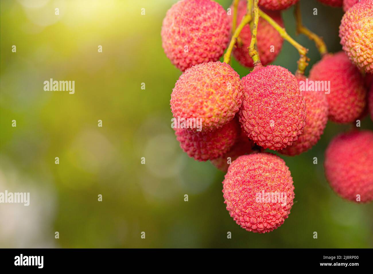 Lychee flavor hi-res stock photography and images - Alamy