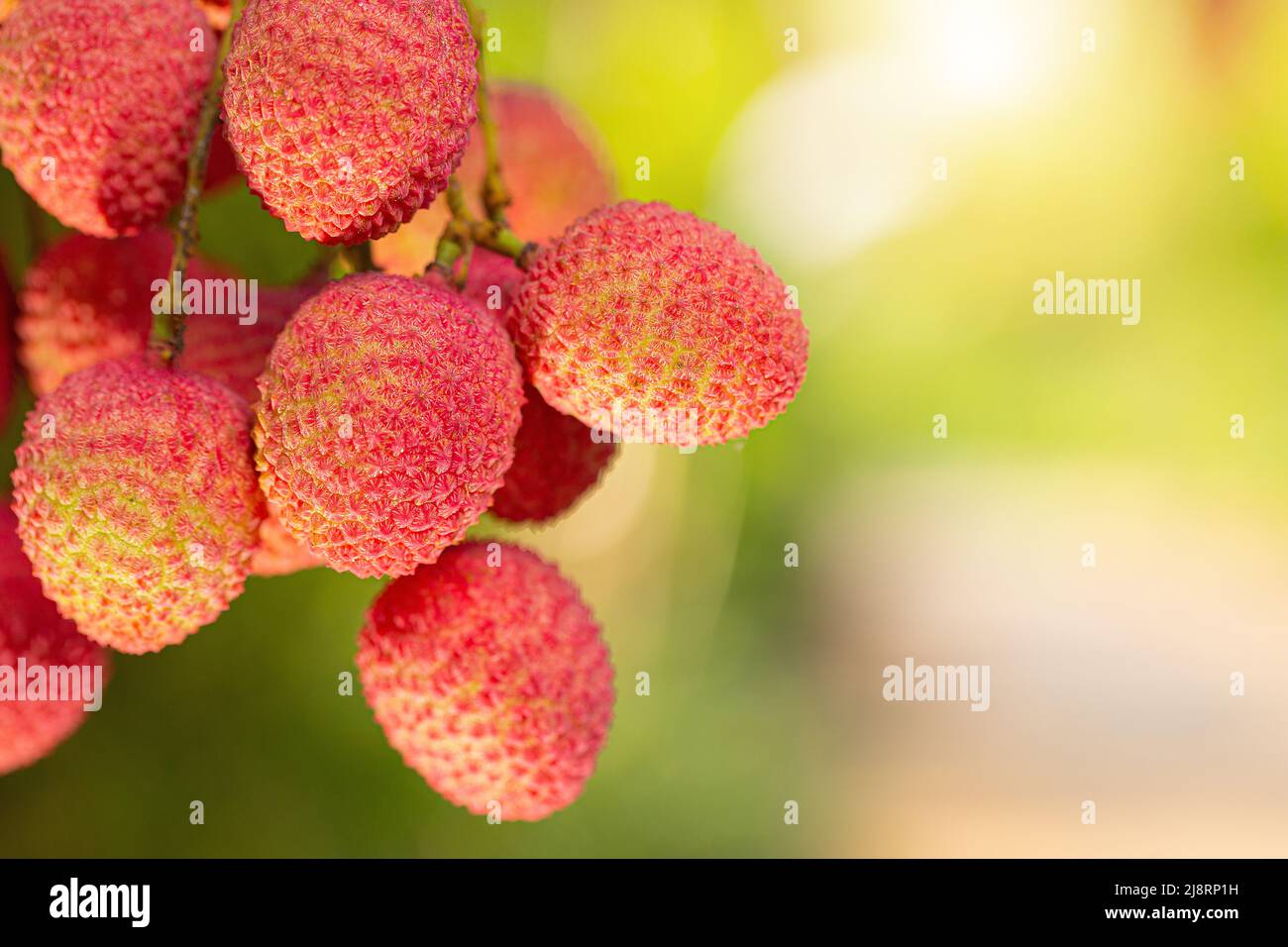 lychee on tree Stock Photo - Alamy