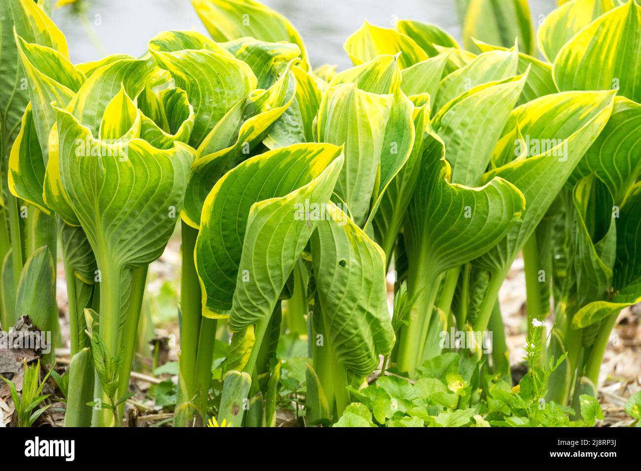April Budding Leaves Hosta "Sagae", Spring In Garden Hostas Stock Photo ...