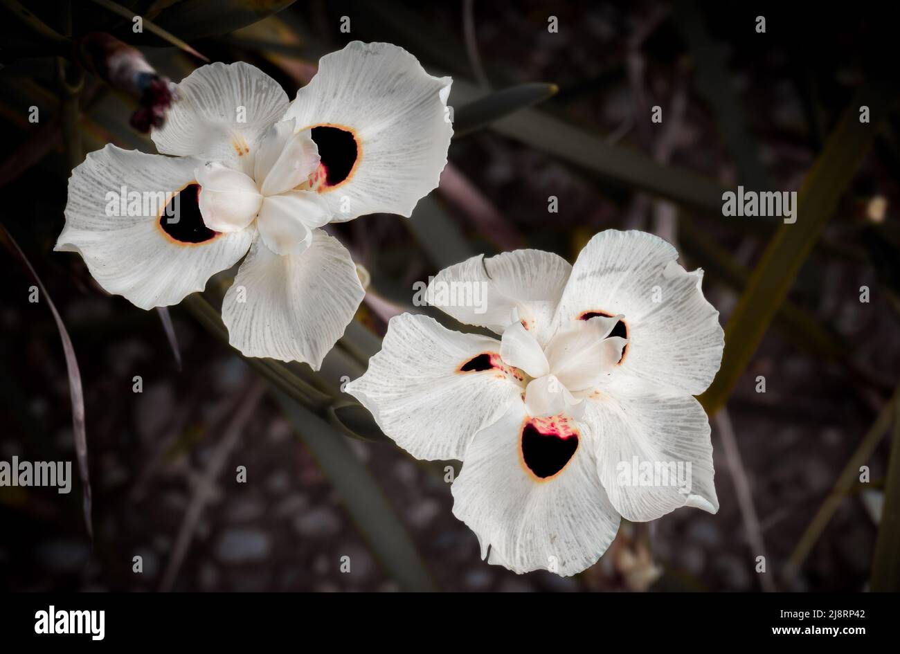 Fortnight lily hi-res stock photography and images - Alamy