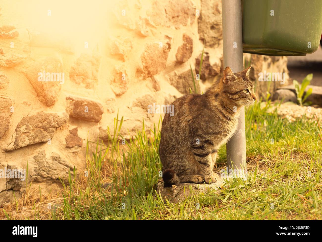 Cat sitting by the trash bin on the street. High quality photo Stock ...