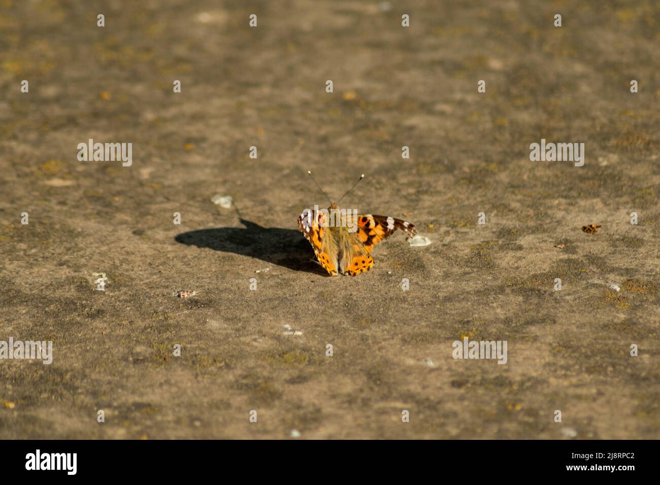 Moviment birds hi-res stock photography and images - Alamy