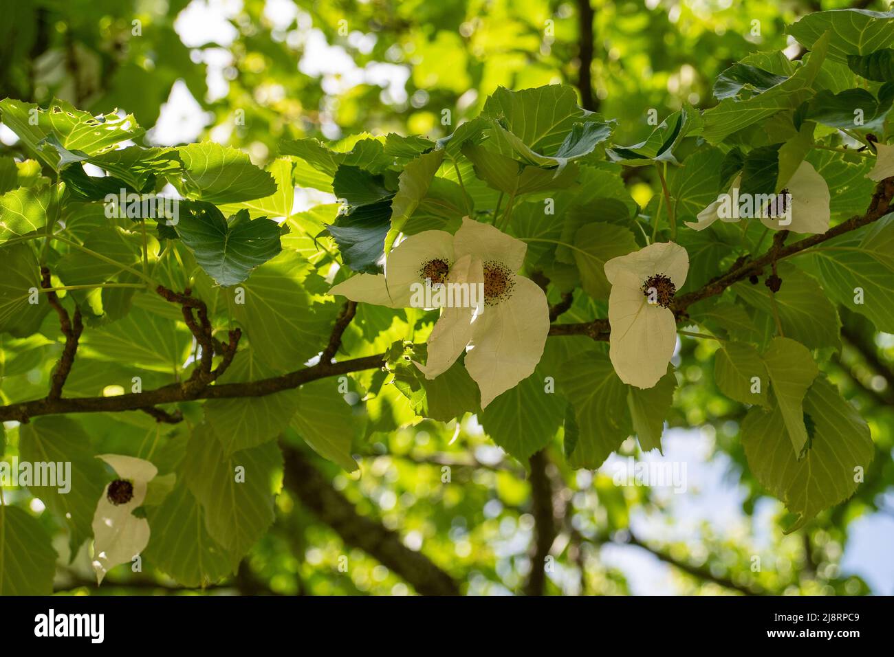 Englefield Green, Egham, Surrey, UK. 17th May, 2022. White bracts hang ...
