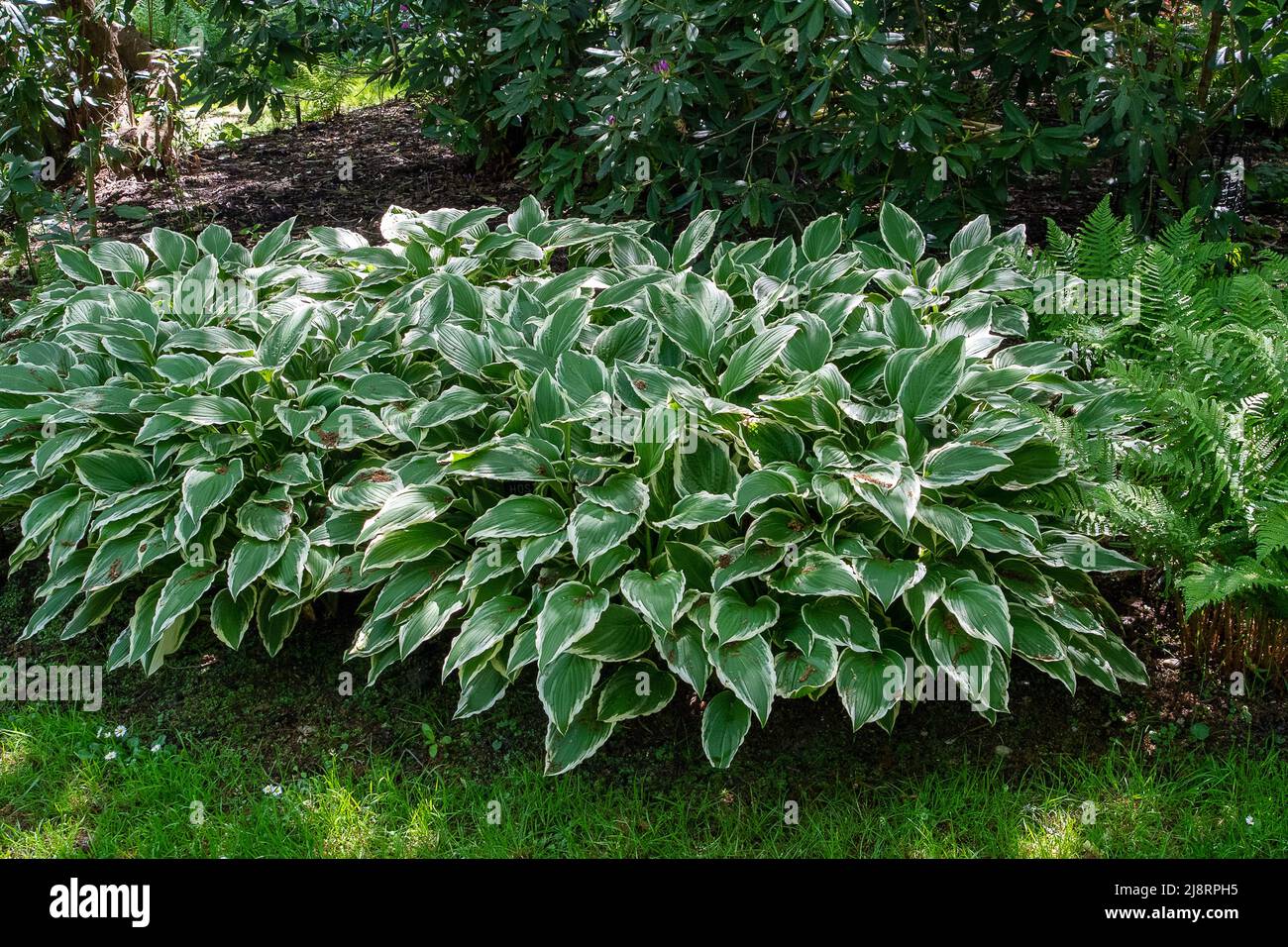 Hosta display hi-res stock photography and images - Alamy