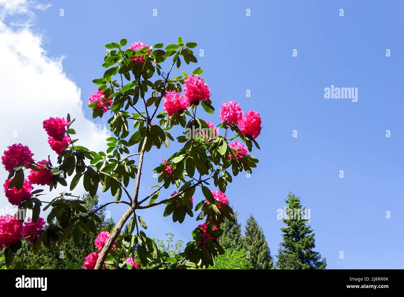 Pink rhododendron flowers on a shrub in a public park, looking up Stock ...