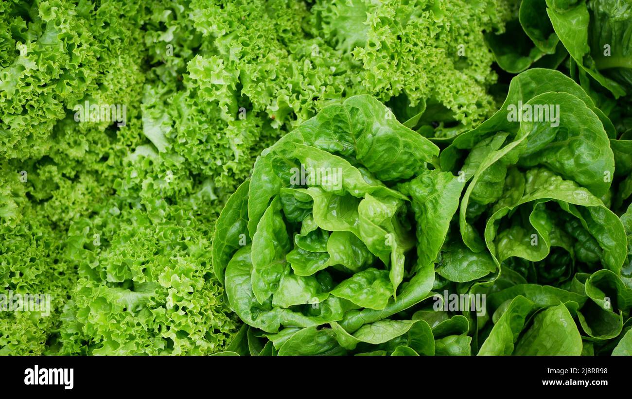 Lettuce curly Lollo Bionda harvest butterhead market shop crate Lactuca ...