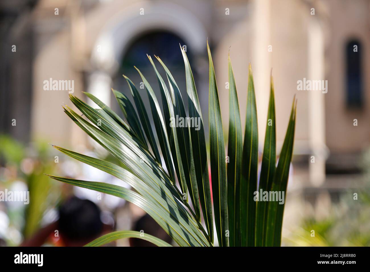 Holy Week. Detail of the branches raised in front of the cathedral ...