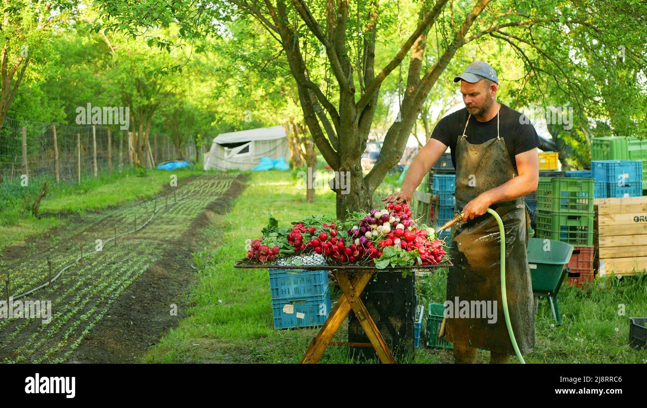 Radish onion water washing farmer man worker jet hose picked rinsing ...