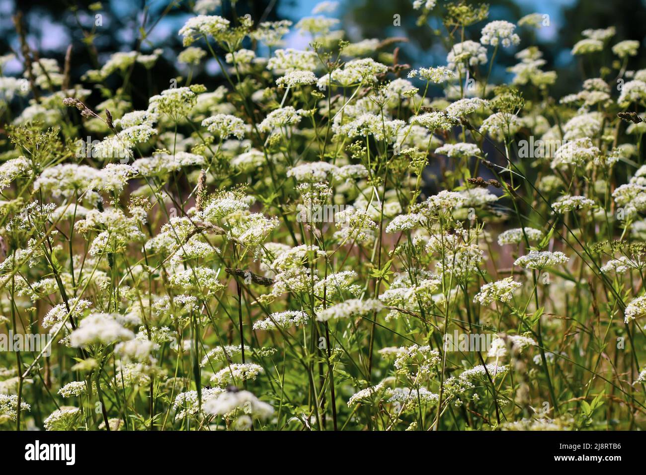 Aegopodium podagraria plant with white flowers, goutweed, the ground ...