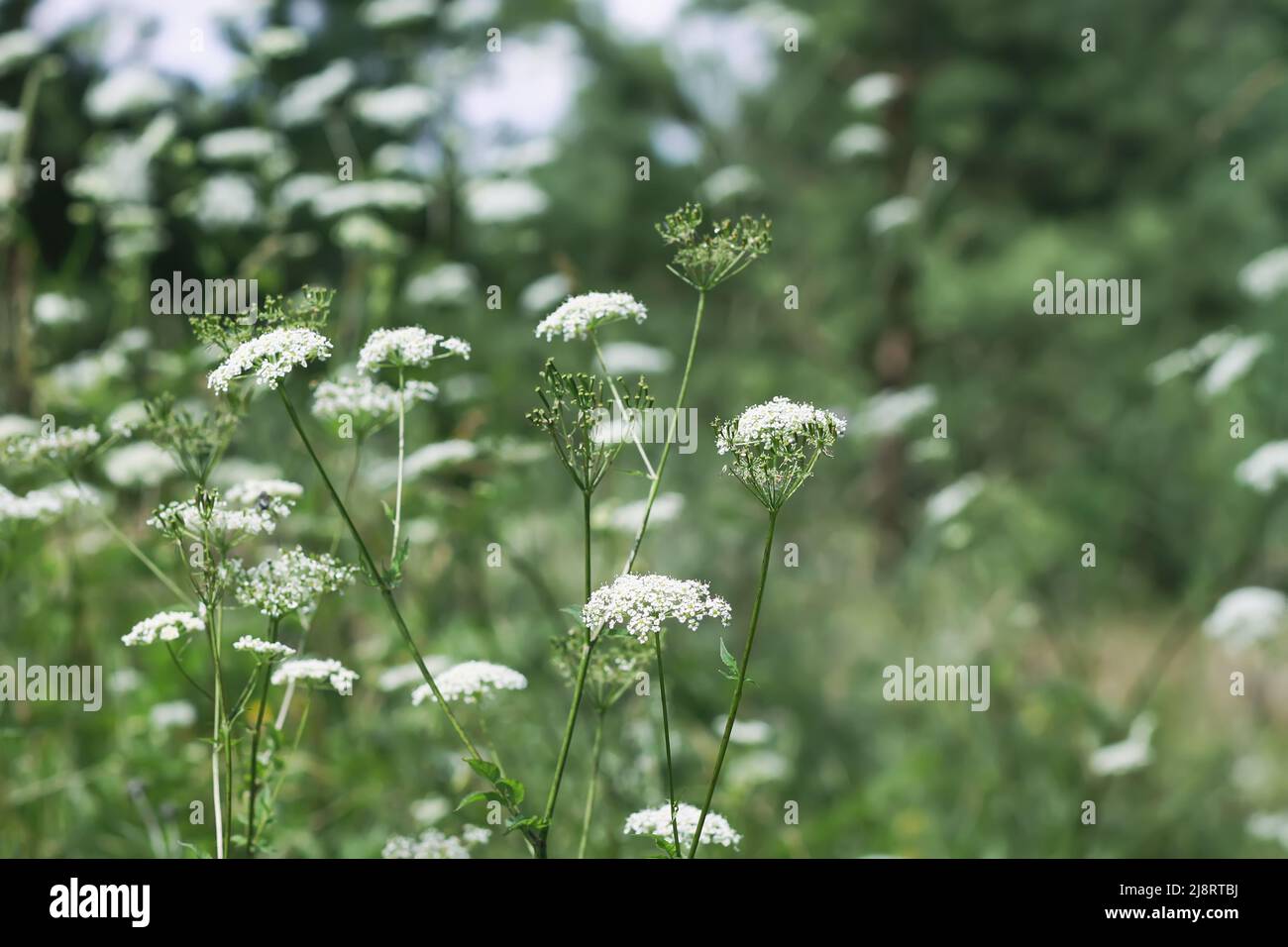 Aegopodium podagraria plant with white flowers, goutweed, the ground ...