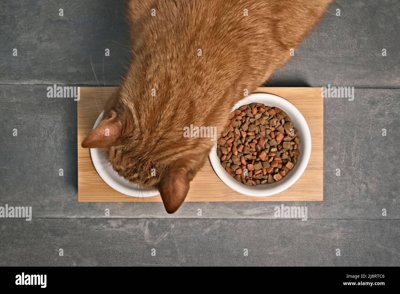 Red cat eating at home from a double food bowl. Seen directly above ...