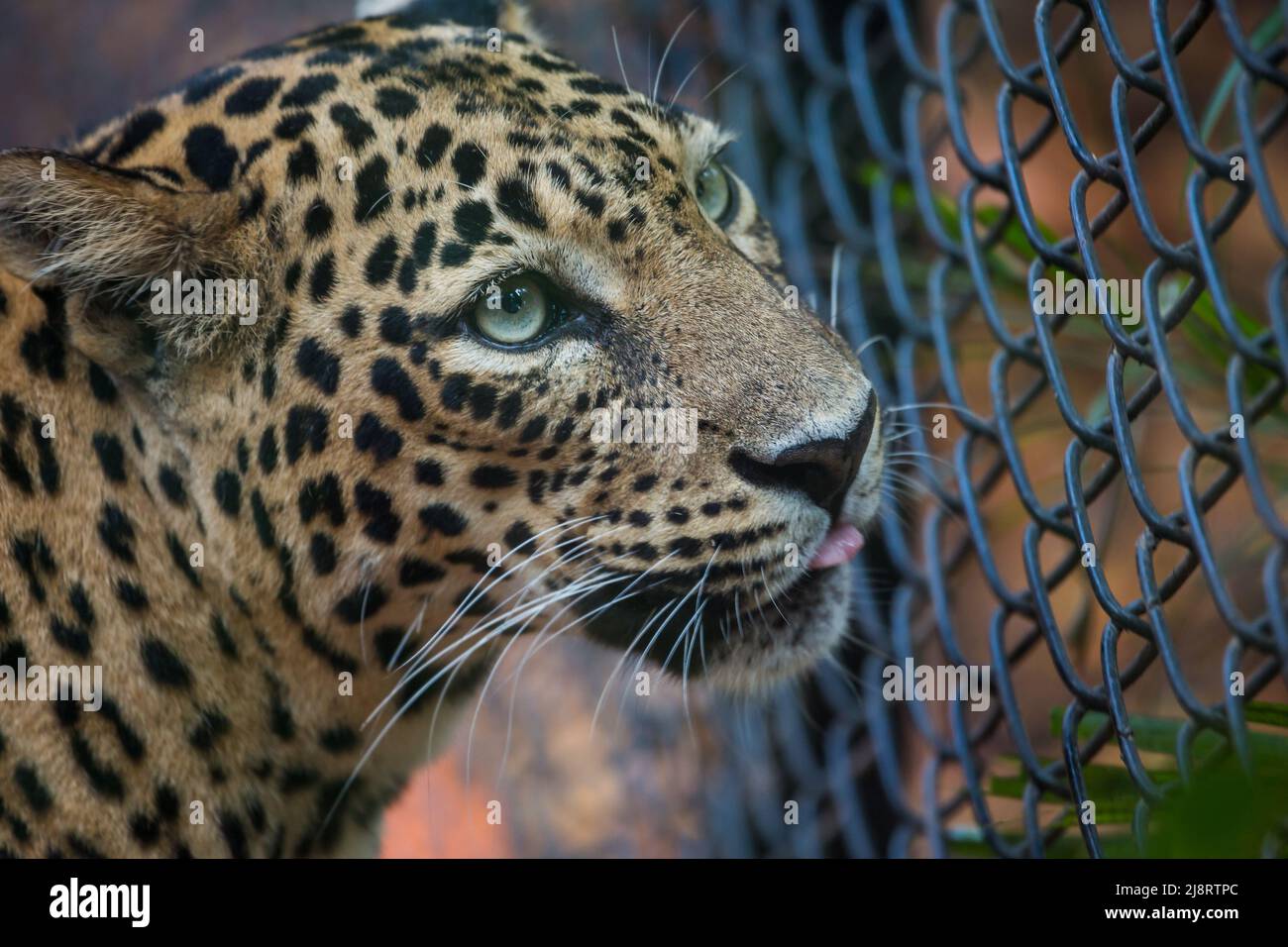 The close up of a Javan Leopard (panthera pardus Stock Photo - Alamy