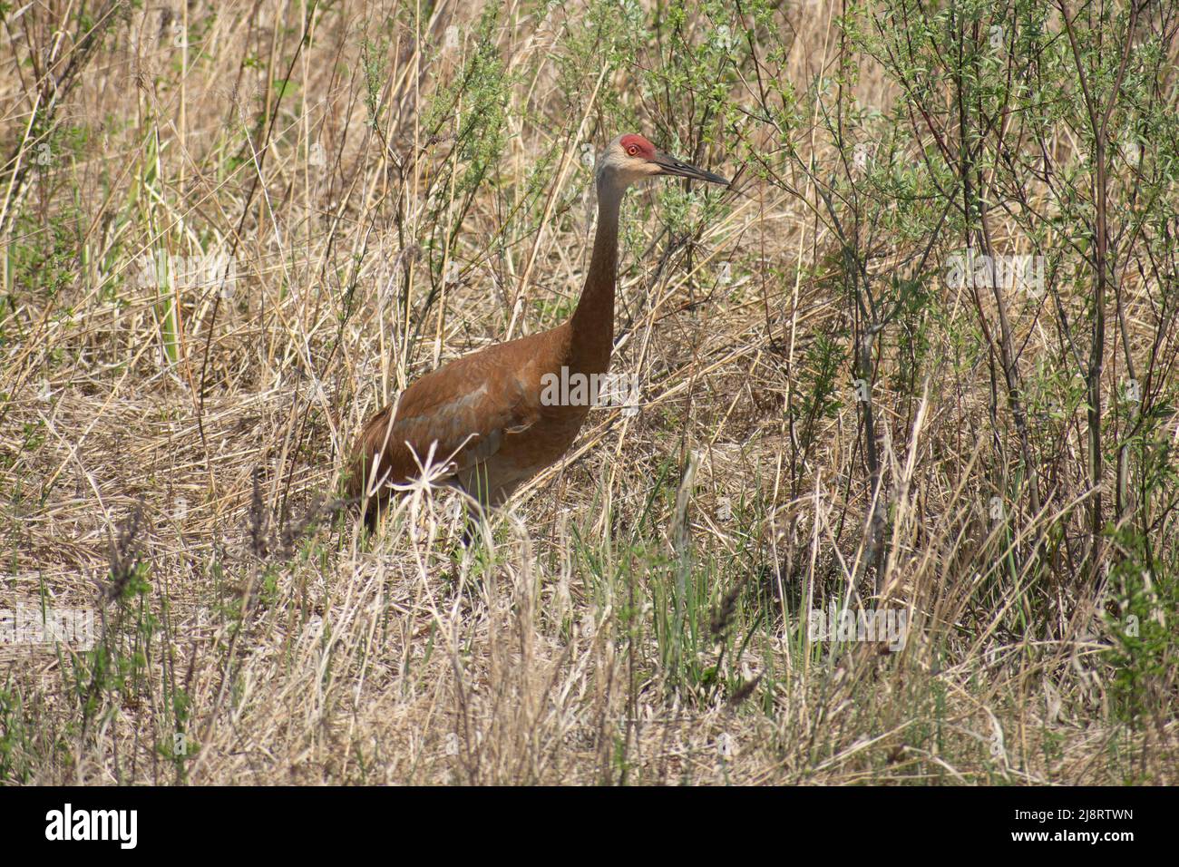 Crane marsh hi-res stock photography and images - Alamy