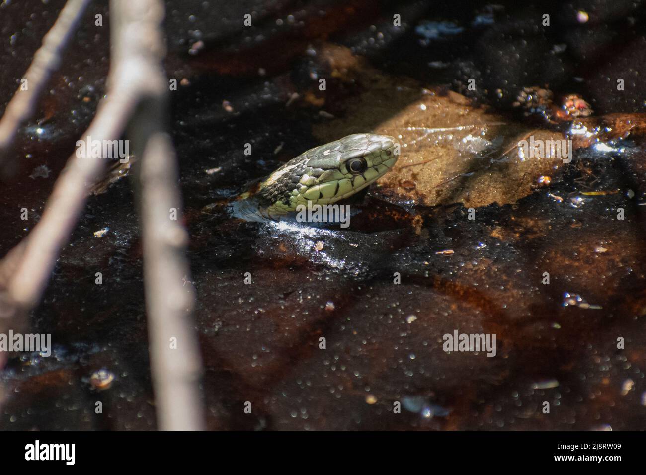 Jungle snakes hi-res stock photography and images - Alamy