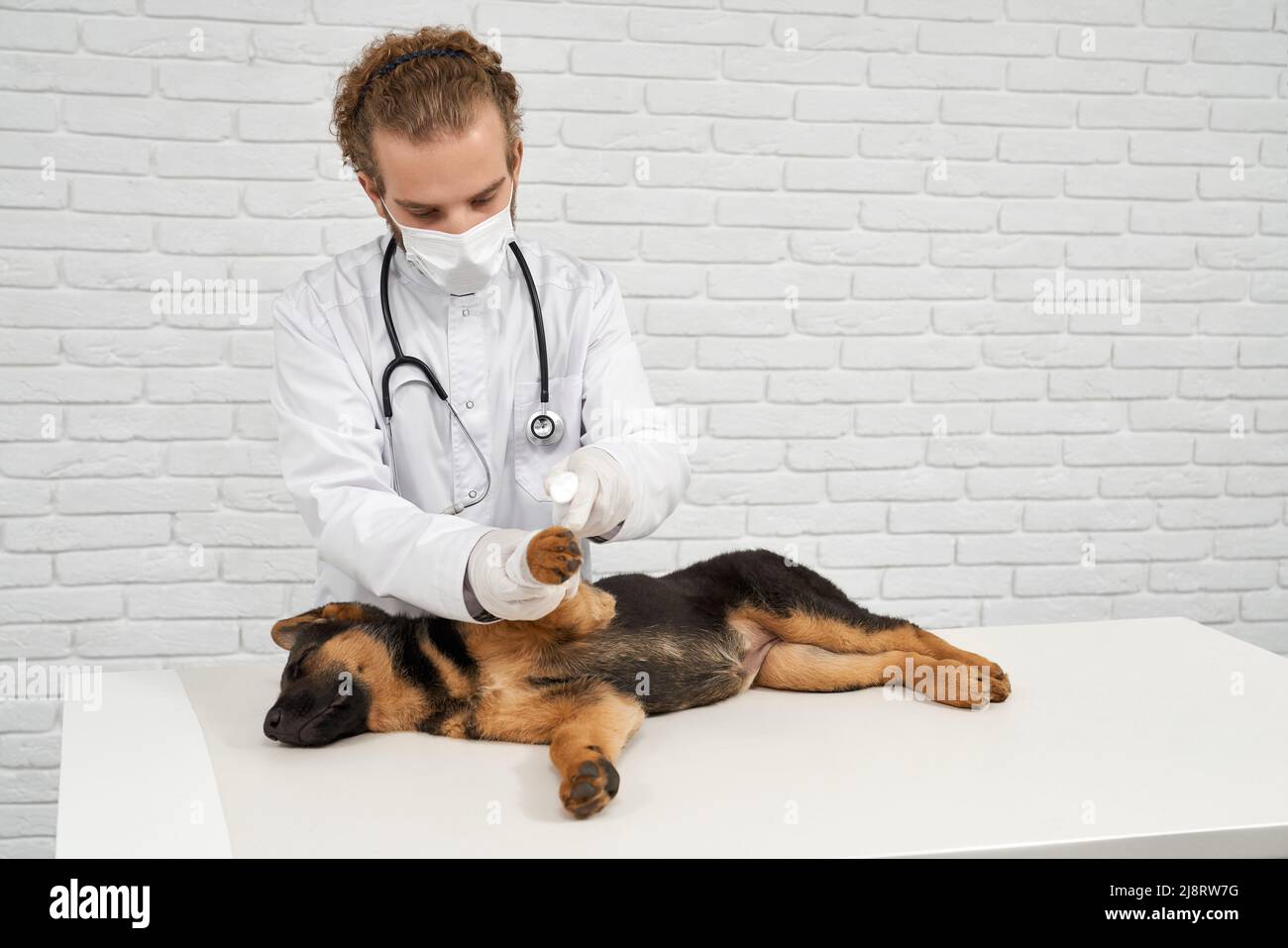 Front view of vet in lab coat and gloves bandaging wounded body part of ...