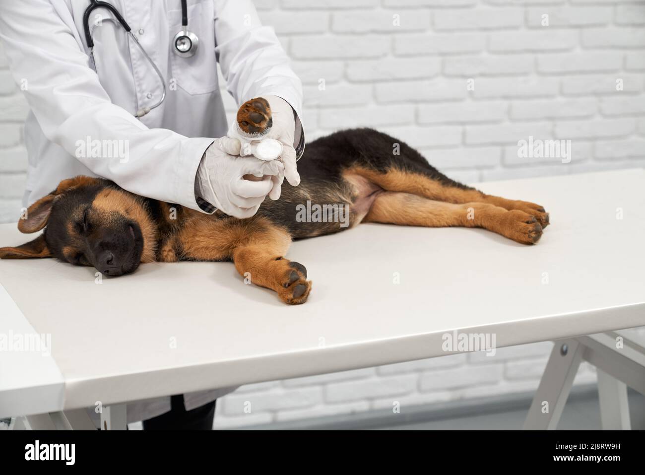 Side view of vet in protective gloves bandaging wounded body part of ...