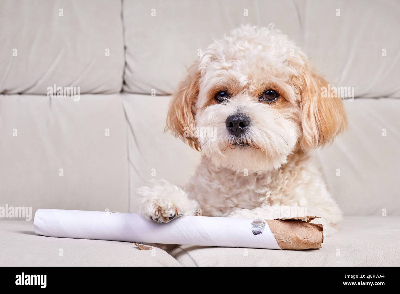 Portrait of a beige Maltipoo puppy with a cardboard tube on the sofa ...