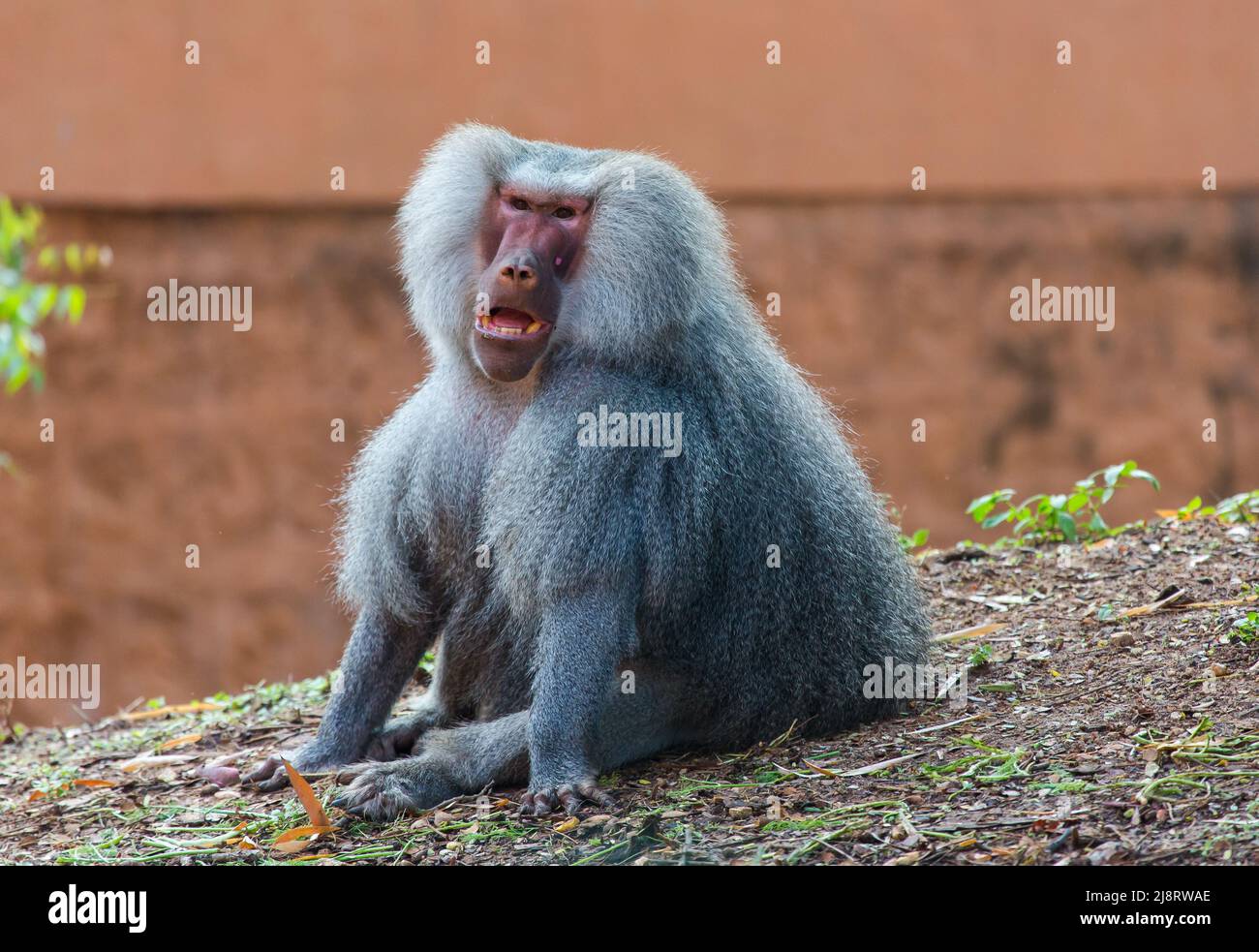 Adult male Hamadryas baboon (Papio hamadryas) resting Stock Photo - Alamy