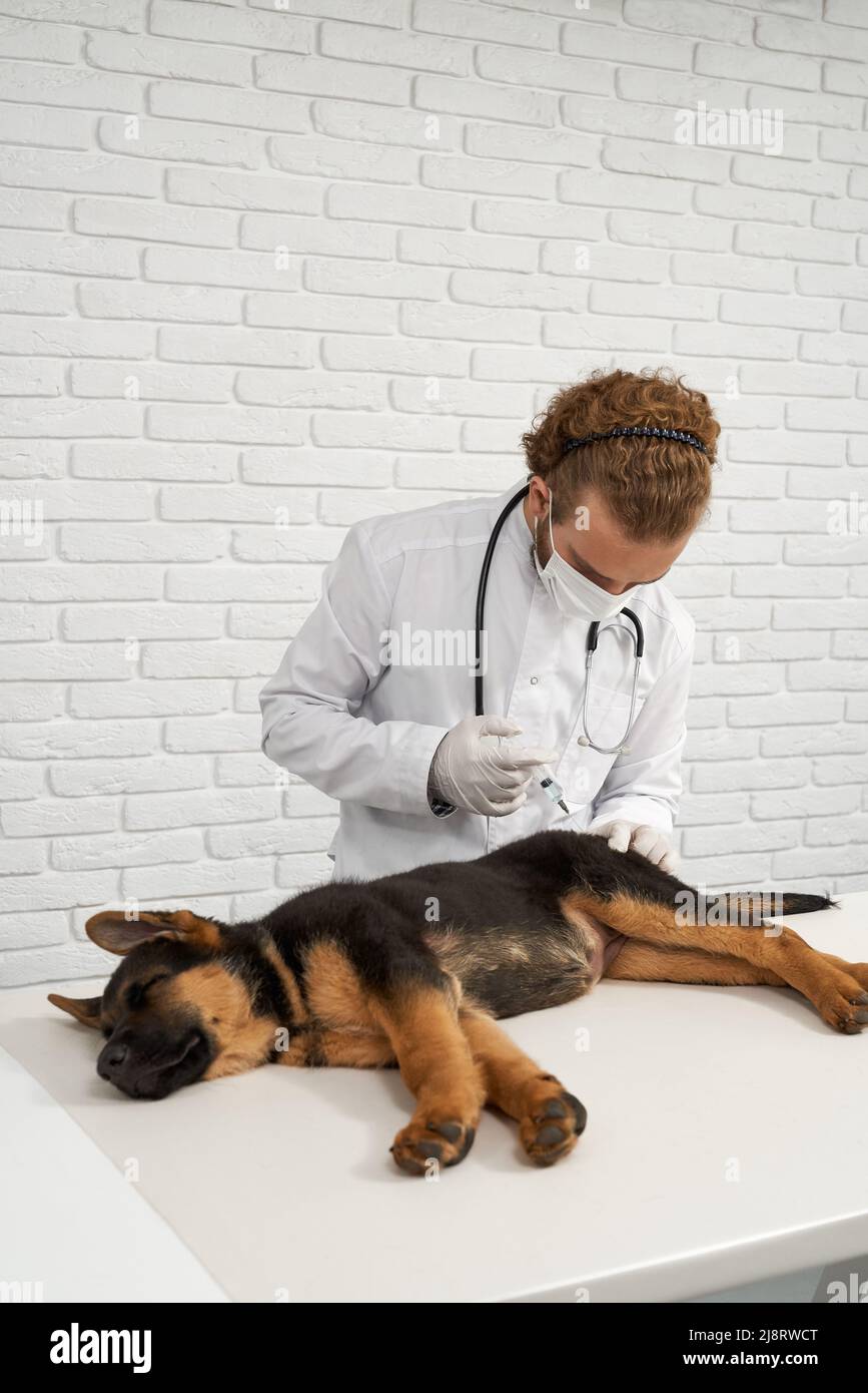Front view of male veterinarian in lab coat and gloves leaning over ...