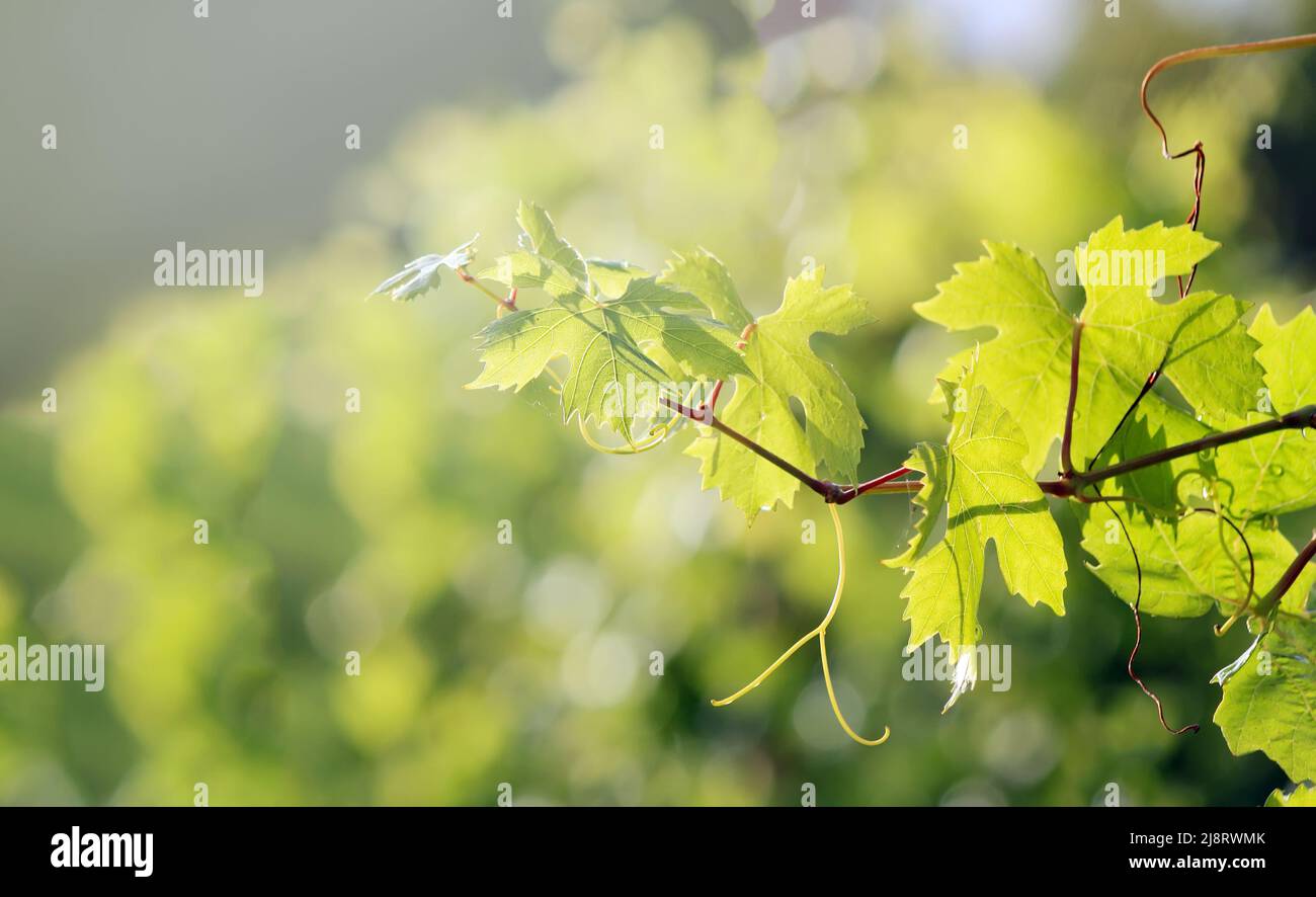 Green vine. Rural outdoor scene Stock Photo - Alamy