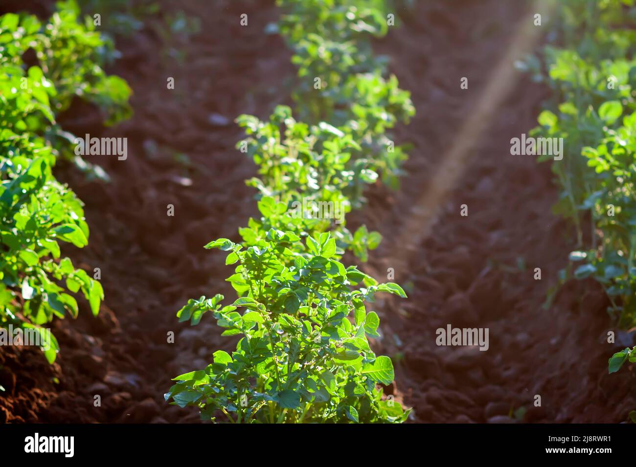 A potato farming. Green young vegetables growing on kitchen-garden ...