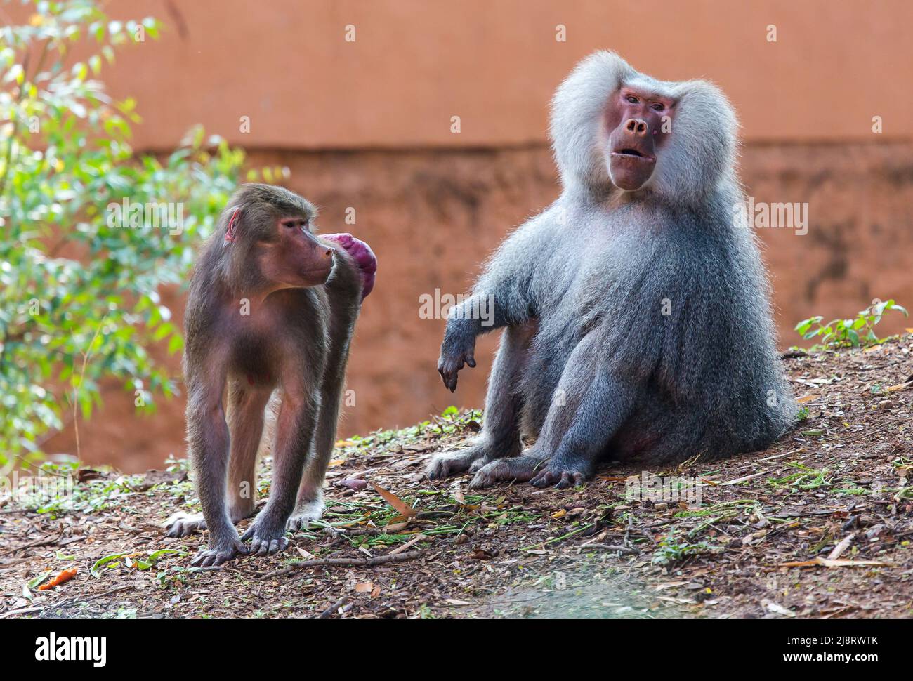 Adult male Hamadryas baboon (Papio hamadryas) and its female partner ...