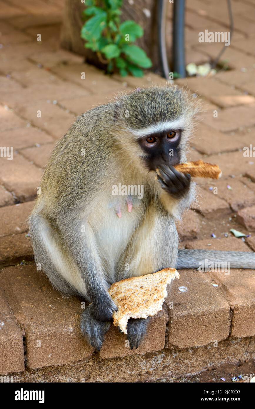 Thief monkey hi-res stock photography and images - Alamy