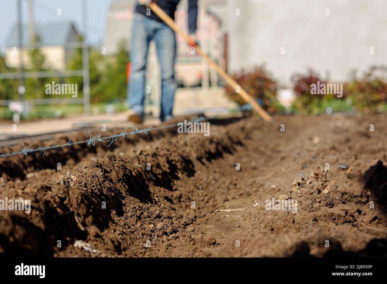 Man digs ground for planting crops. Hands of man who cultivated beds ...