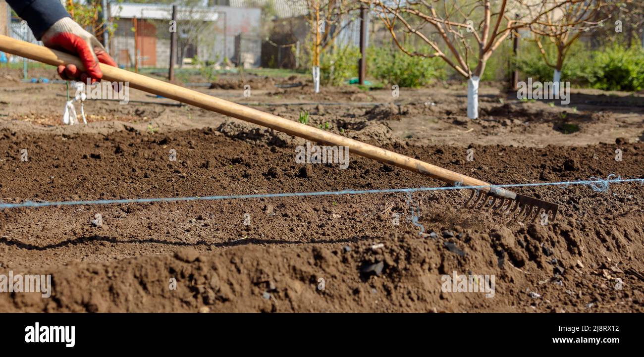 Man digs ground for planting crops. Hands of man who cultivated beds ...