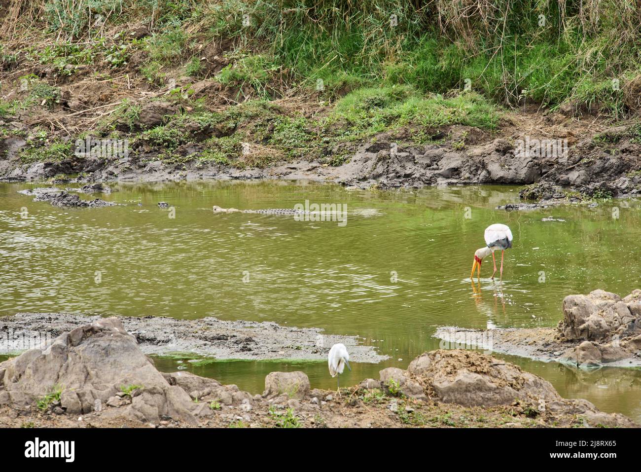 Symbiosis crocodile hi-res stock photography and images - Alamy