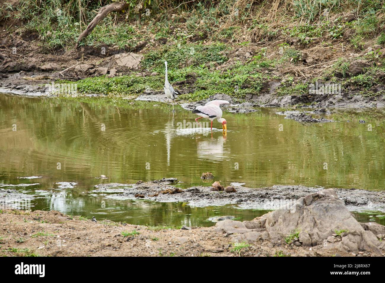 Symbiosis crocodile hi-res stock photography and images - Alamy