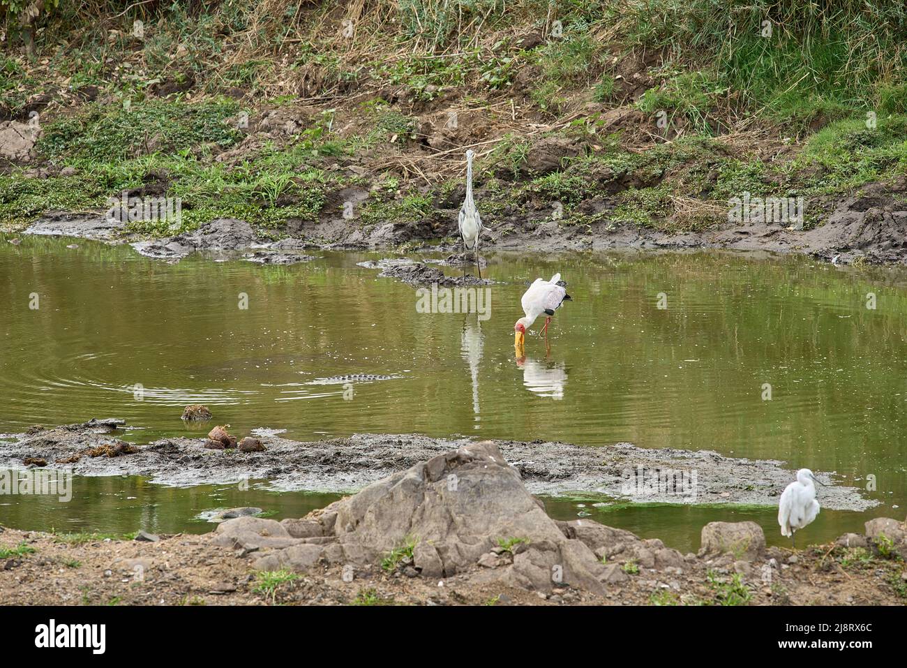 Symbiosis crocodile hi-res stock photography and images - Alamy